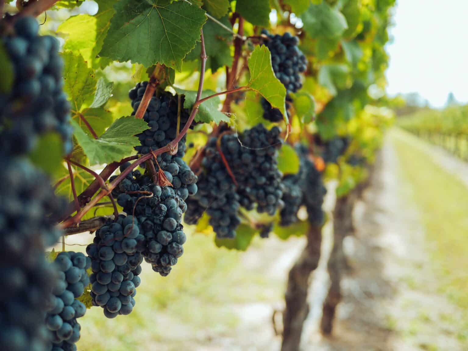 Fint rött vin att ge bort: 8 förslag