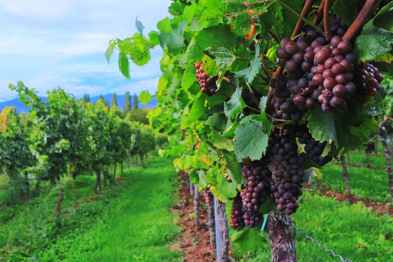 Druvor, rött vin och regioner - Tidblom Wines - Vinguiden